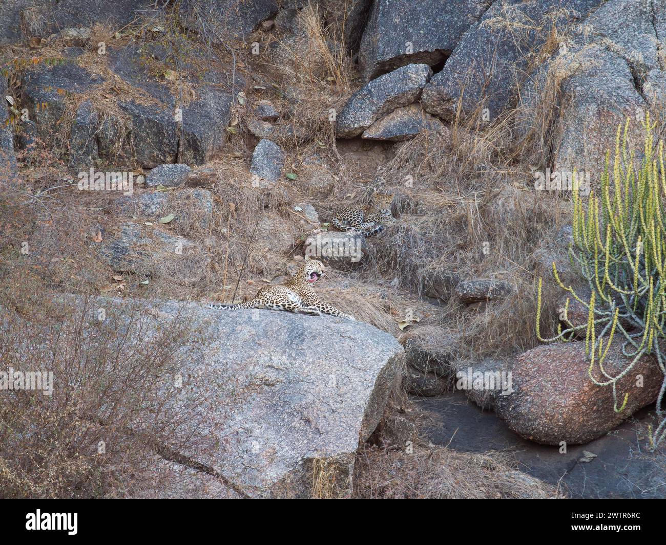 There they are INDIA CAN YOU spot the elusive leopards spotted by a ... There they are INDIA CAN YOU spot the elusive leopards spotted by a ...