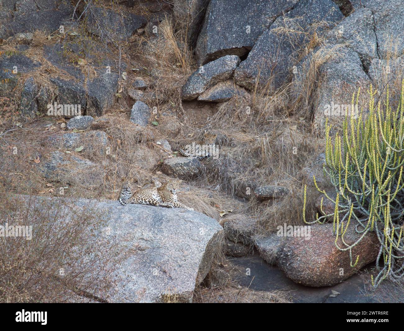 Camouflaged leopards lounging around. INDIA CAN YOU spot the elusive ...