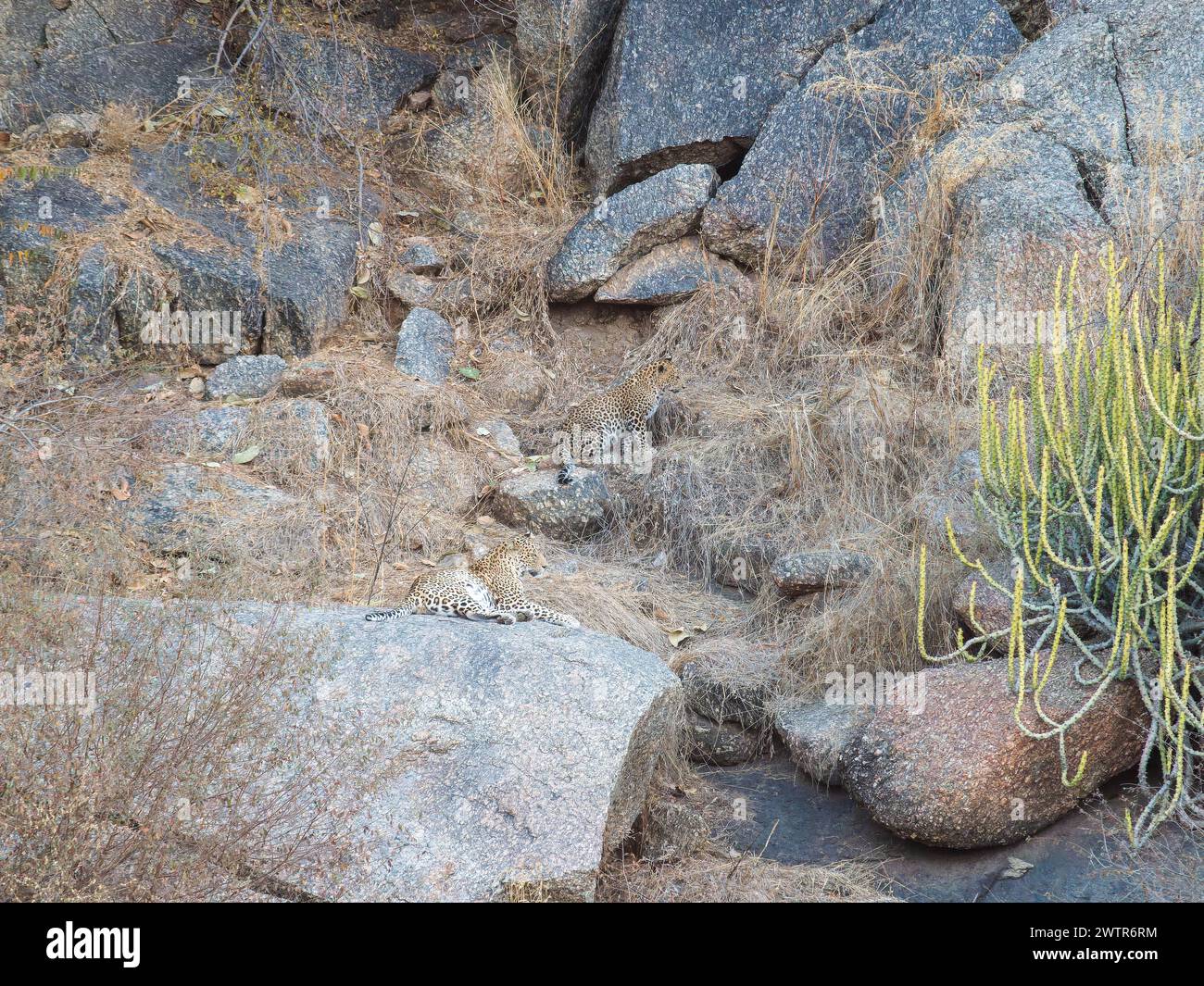 This place is home to up to 100 leopards who are experts at hiding ...
