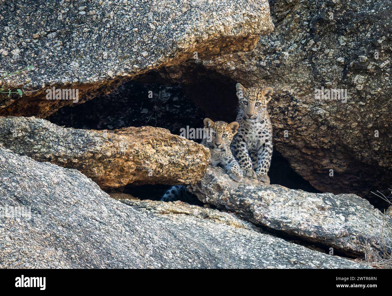 Two cute leopard cubs peeking out of their cave. INDIA CAN YOU spot the ...