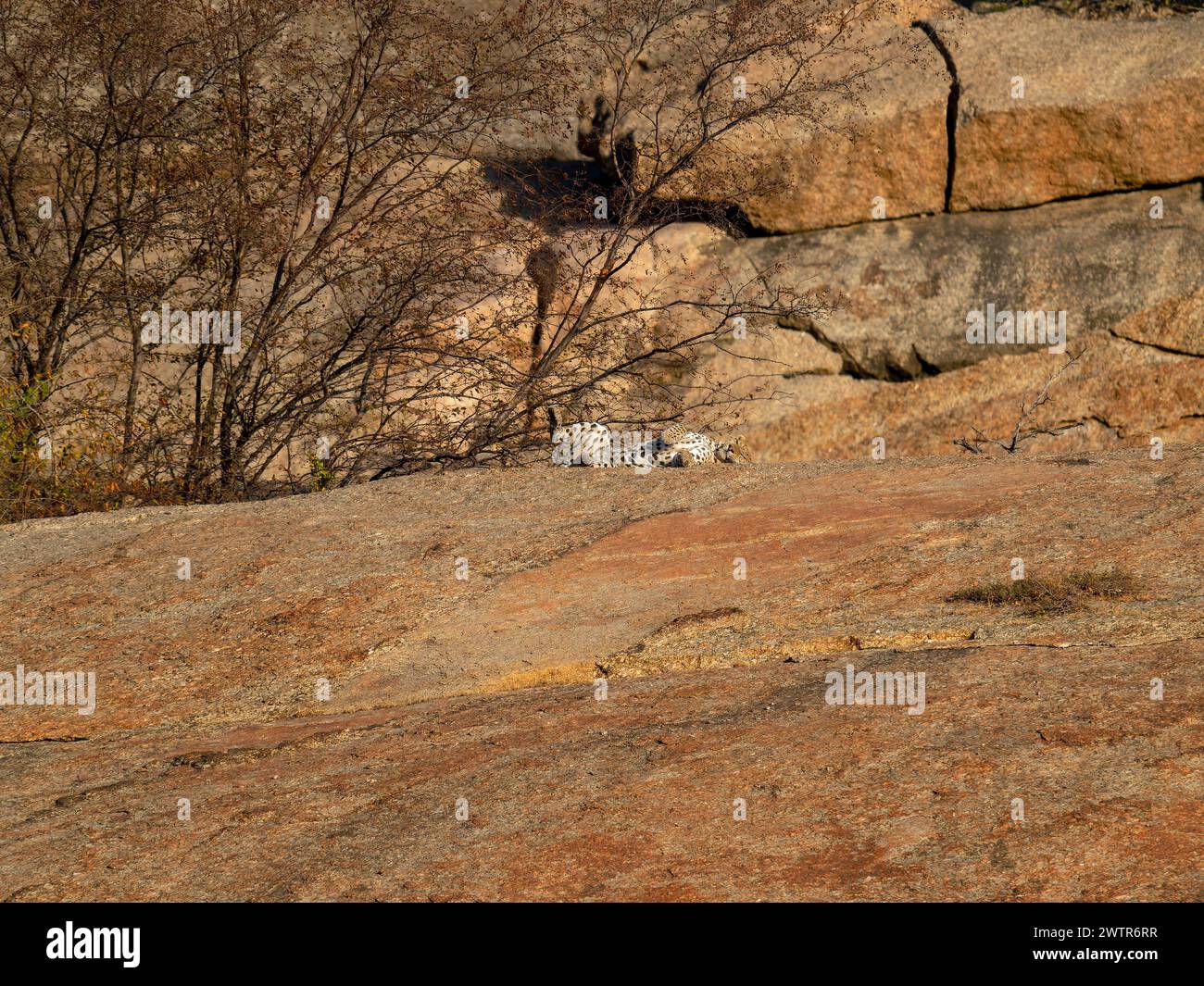 Scratching the back with the rocks. INDIA CAN YOU spot the elusive ...