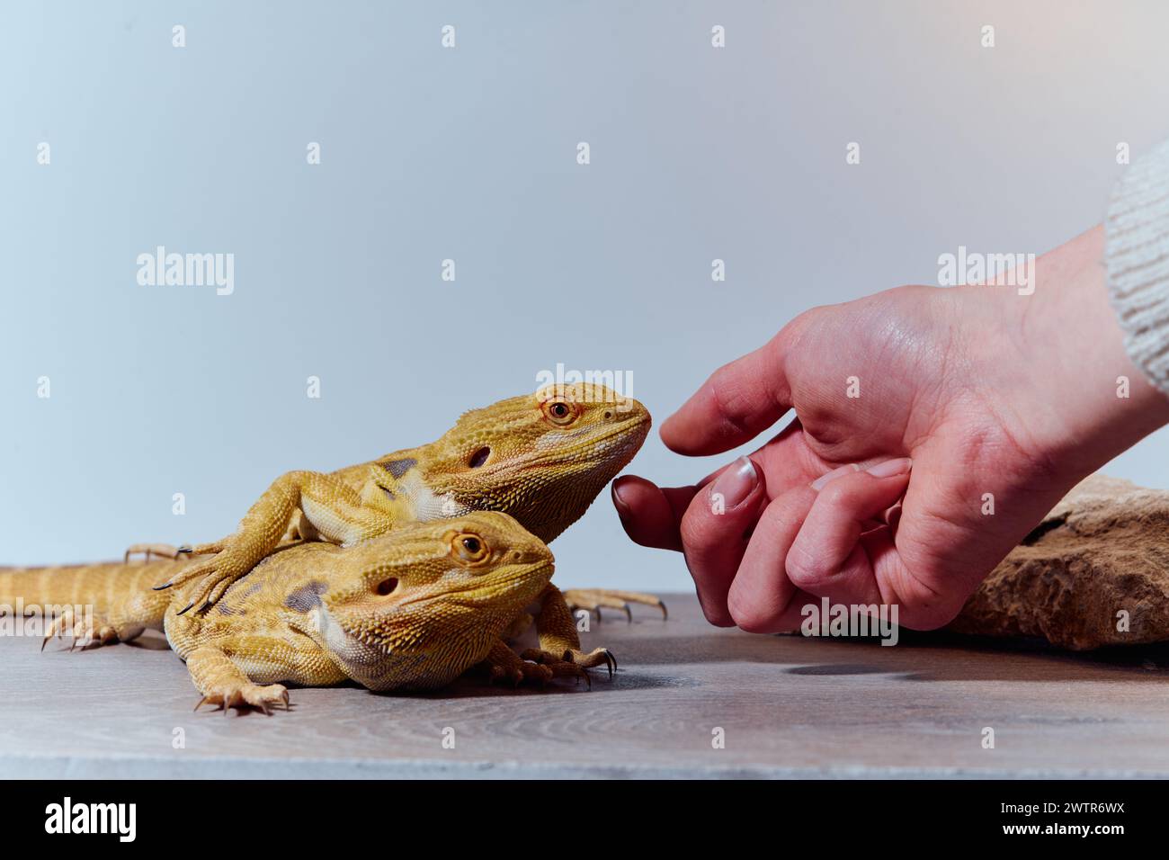 Bearded Dragons: A Close-Up Look at This Amazing Lizards Stock Photo ...