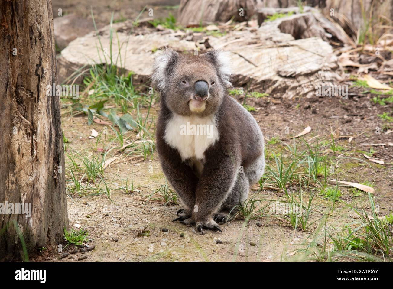 the Koala has a large round head, big furry ears and big black nose ...