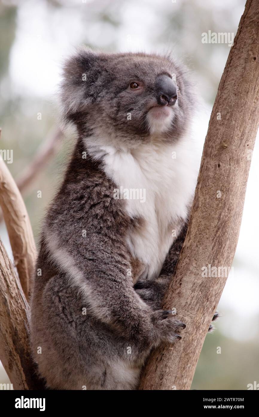 the Koala has a large round head, big furry ears and big black nose ...