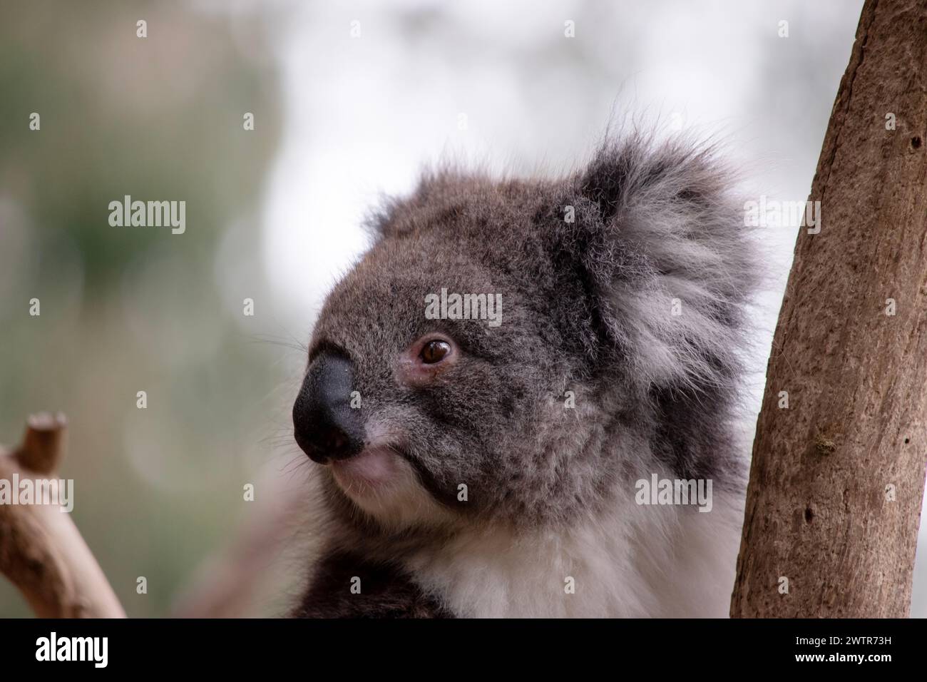 the Koala has a large round head, big furry ears and big black nose ...