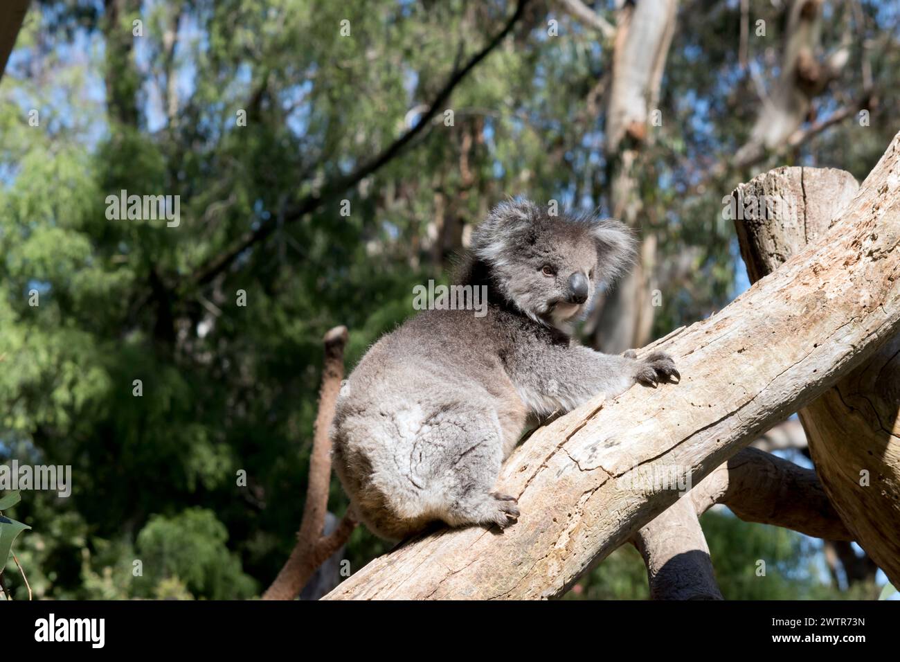 the koala are usually grey-brown in colour with white fur on the chest ...