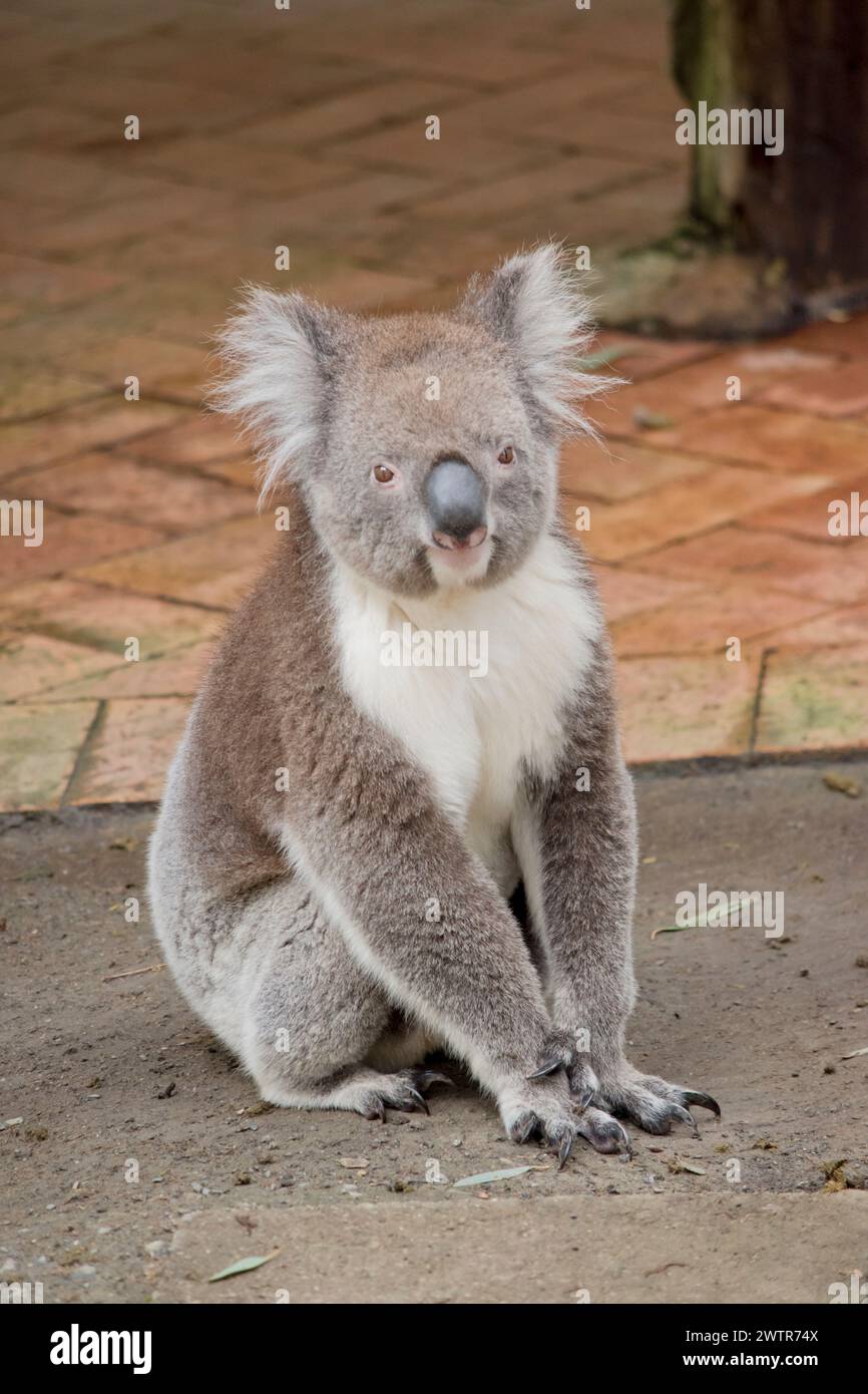 The Koala has a large round head, big furry ears and big black nose ...