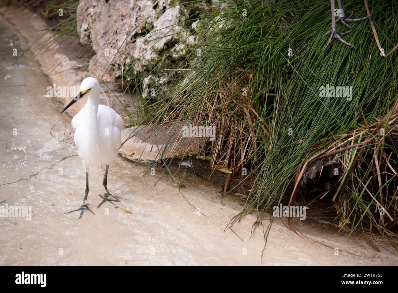 the little egert is an all white water bird with a black beak Stock ...
