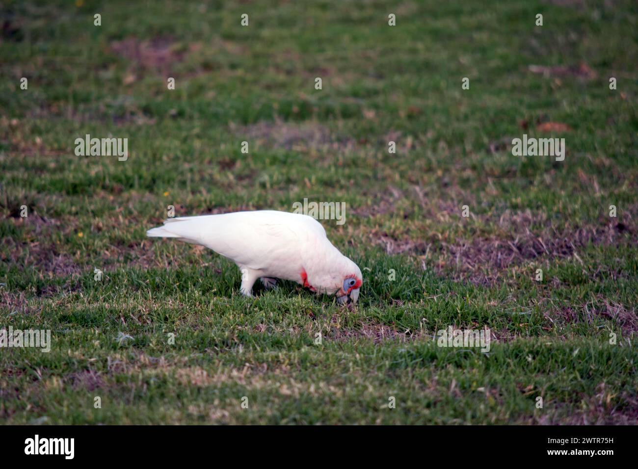the long billed corella is an all white bird with red on the face and ...