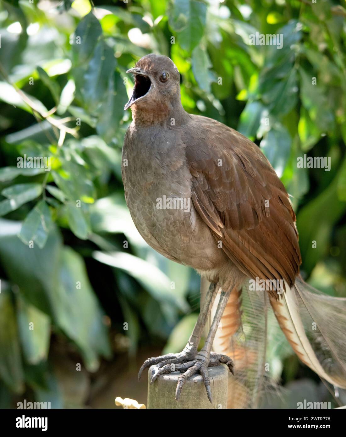the lyre bird male has an ornate tail, with special curved feathers ...