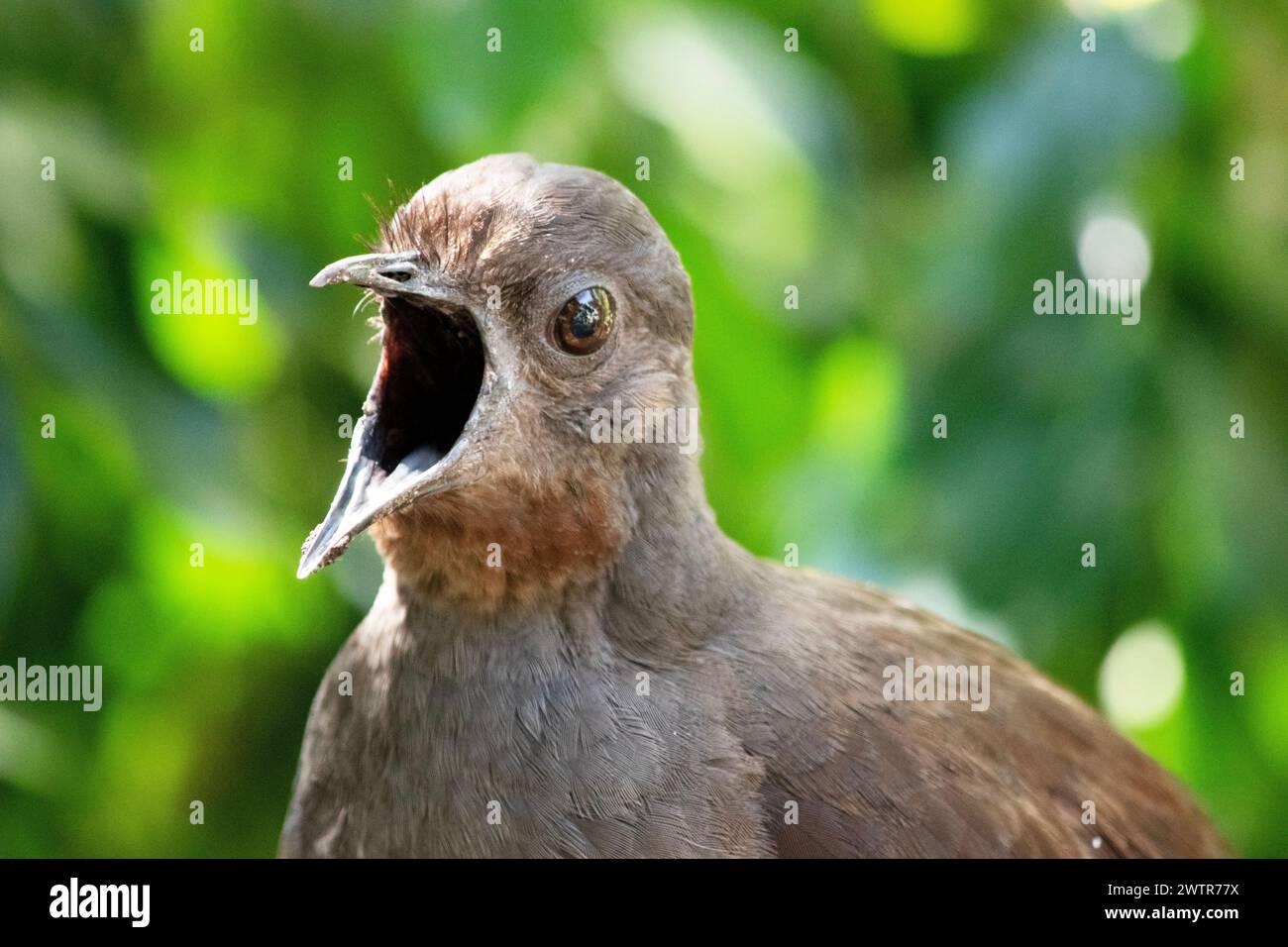 the lyre bird male has an ornate tail, with special curved feathers ...