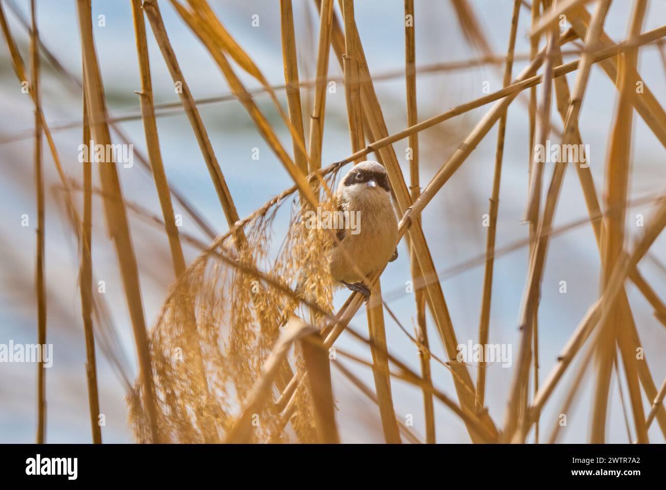 Eurasian Penduline Tit Remiz pendulinus on a cane thread Stock Photo ...