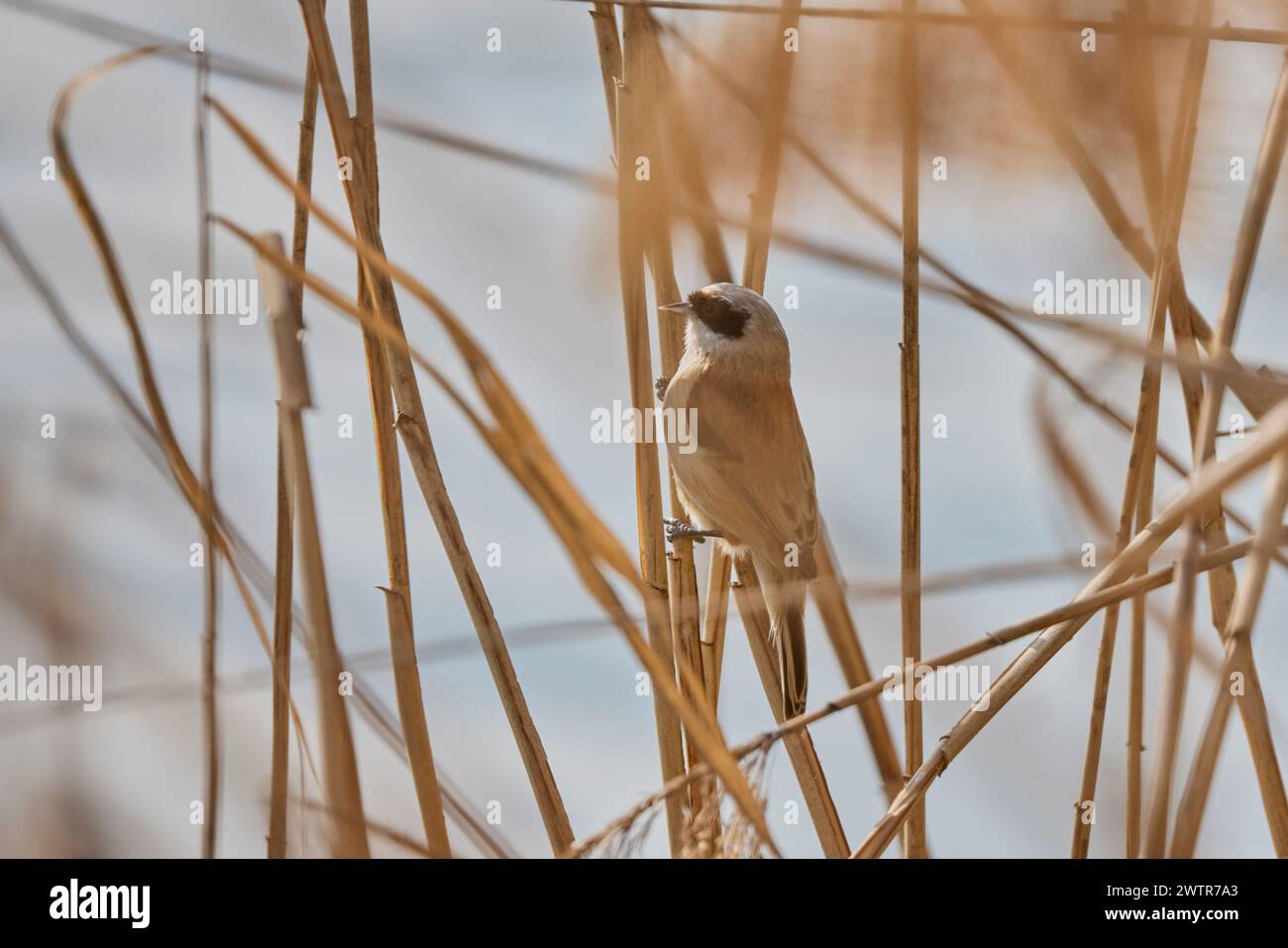 Eurasian Penduline Tit Remiz pendulinus on a cane thread Stock Photo ...
