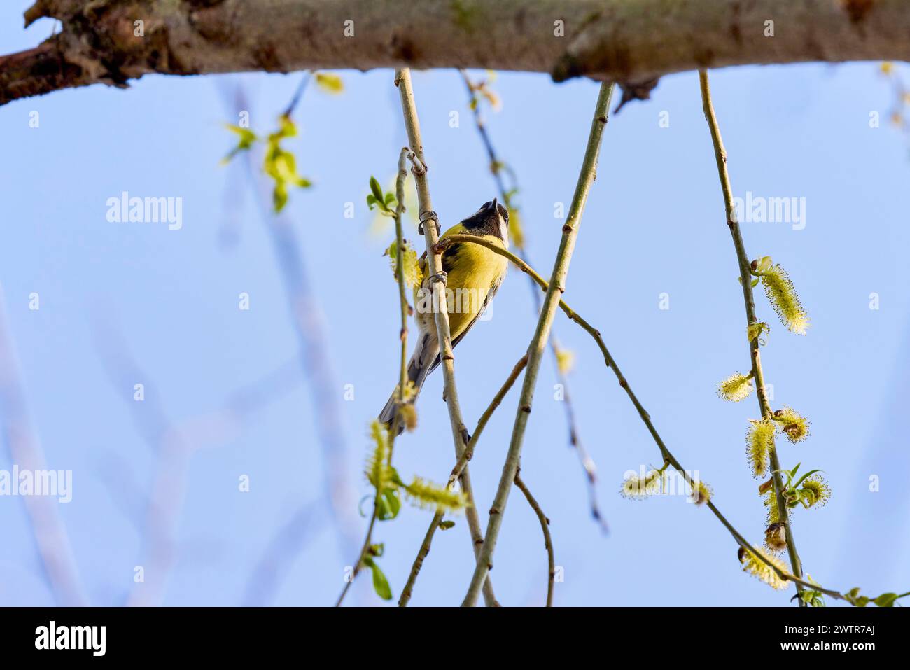 Parus caeruleus and parus major hi-res stock photography and images - Alamy