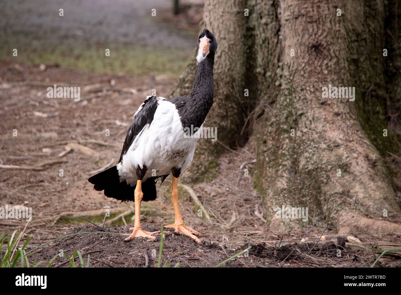 The magpie goose is a black and white seabird with black head and neck ...
