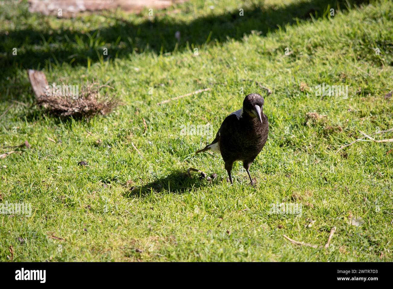 The magpie is a distinctive looking bird, with glossy black and ...