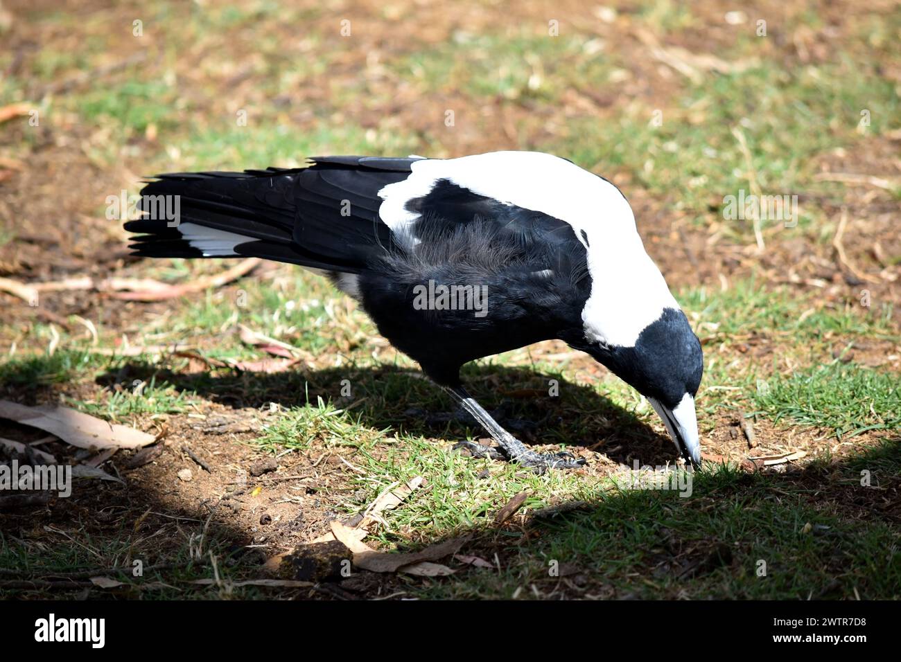 The magpie is a distinctive looking bird, with glossy black and ...