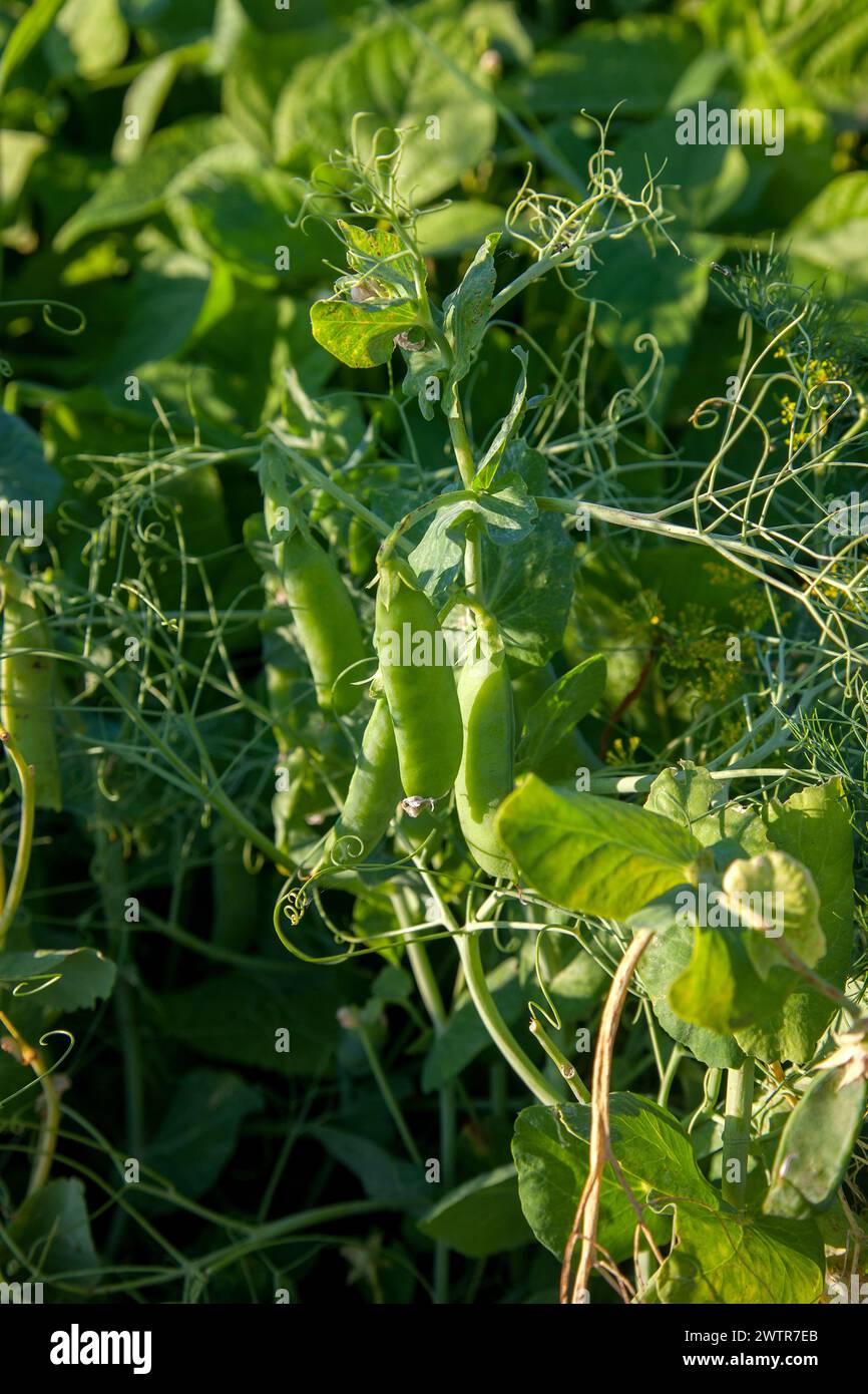 Bright green peas pods on a pea plant grow in the garden. Growing peas ...