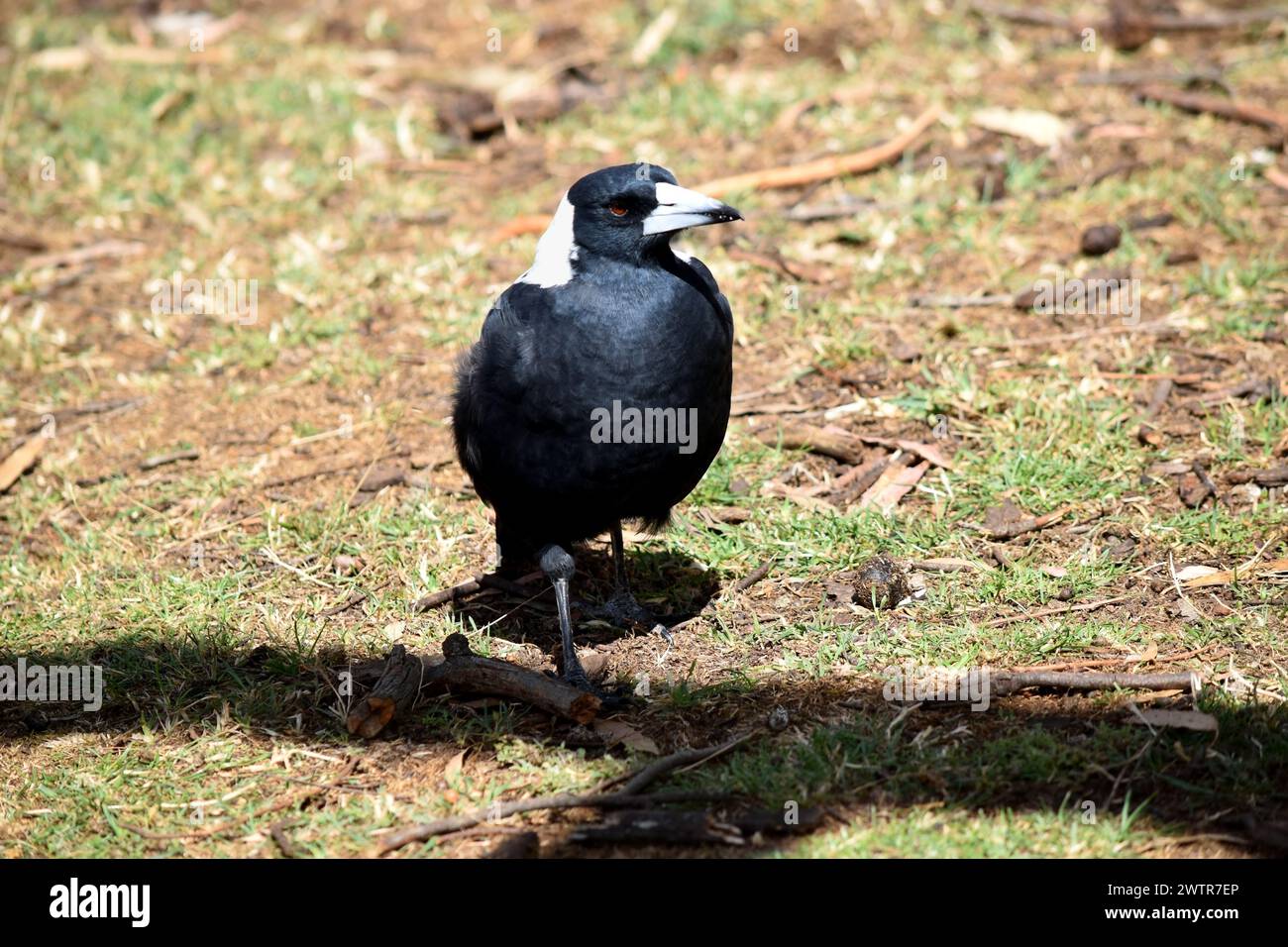 The magpie is a distinctive looking bird, with glossy black and ...