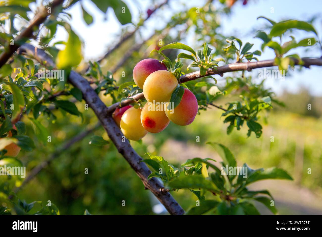 Mirabelle plum, also known as mirabelle prune or cherry plum, is a ...