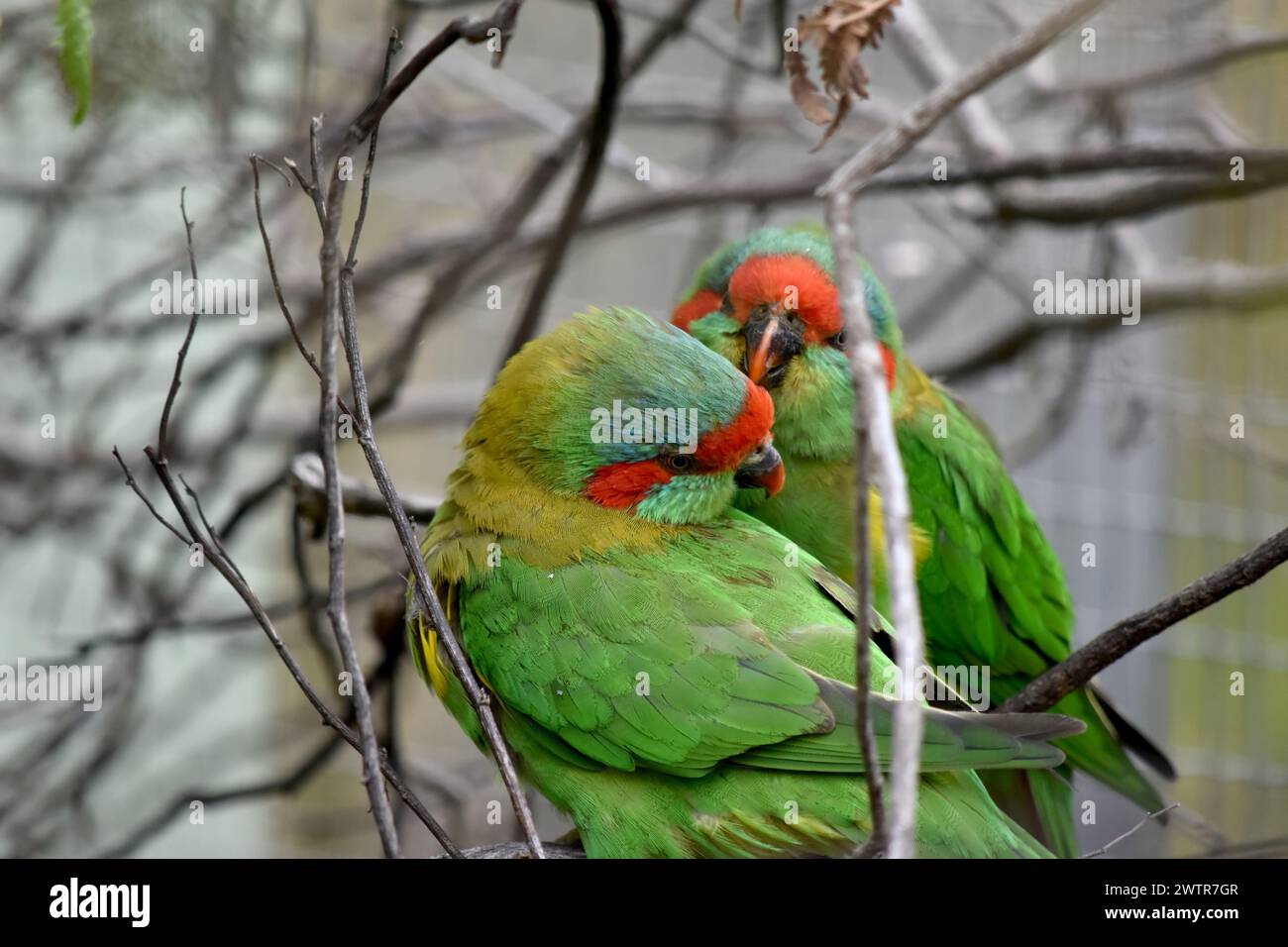 The musk lorikeet is mainly green and it is identified by its red ...