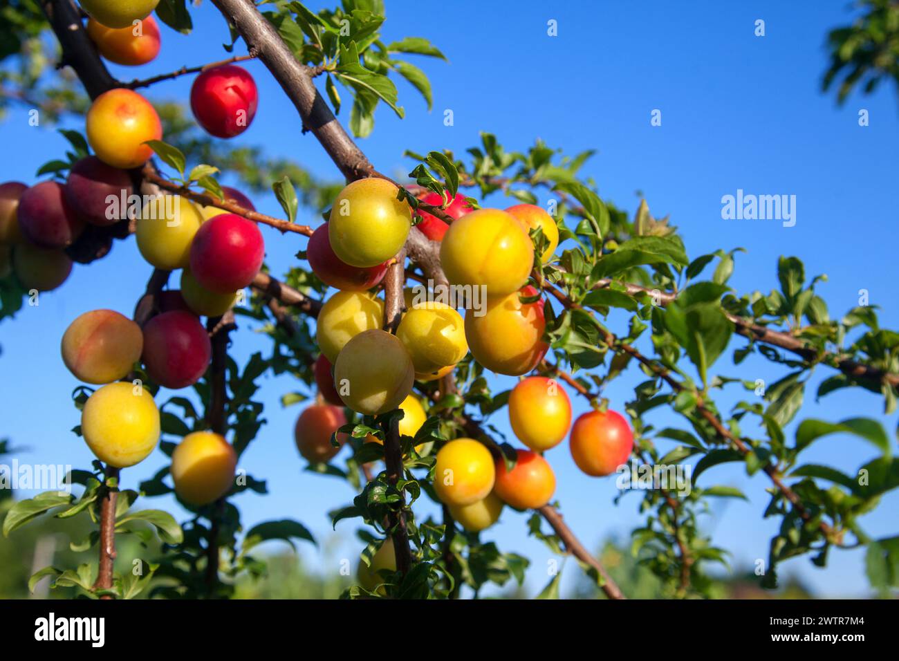 Mirabelle plum, also known as mirabelle prune or cherry plum, is a ...