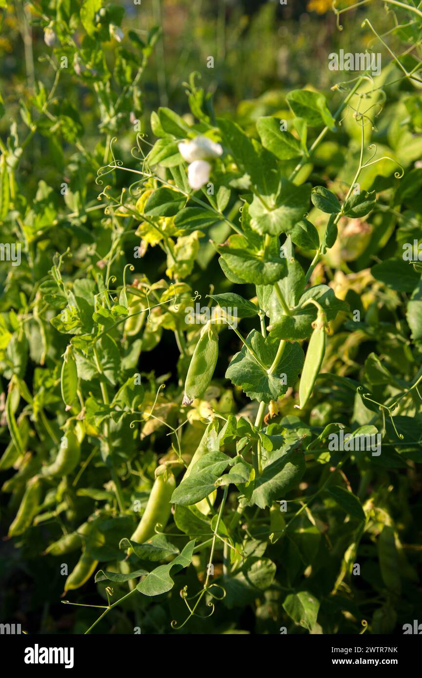 Close up view of green fresh peas with flowers and pods in the ...