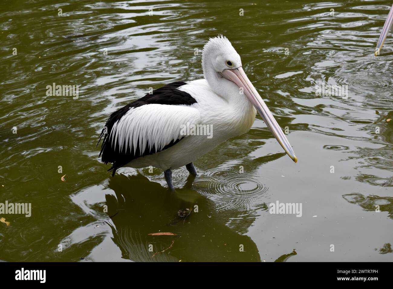 Australian pelicans are one of the largest flying birds. They have a ...