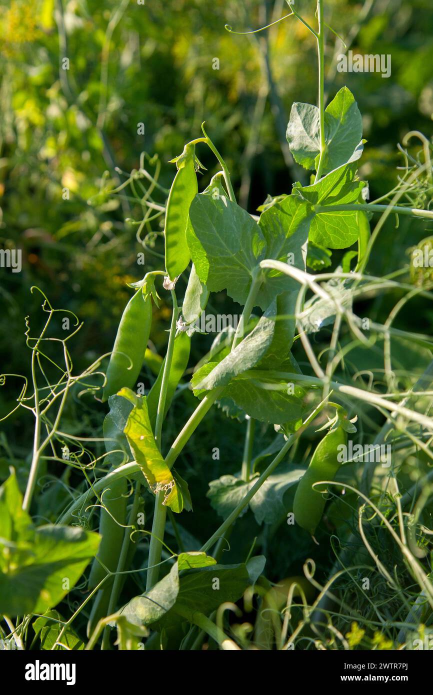 Bright green peas pods on a pea plant grow in the garden. Growing peas ...