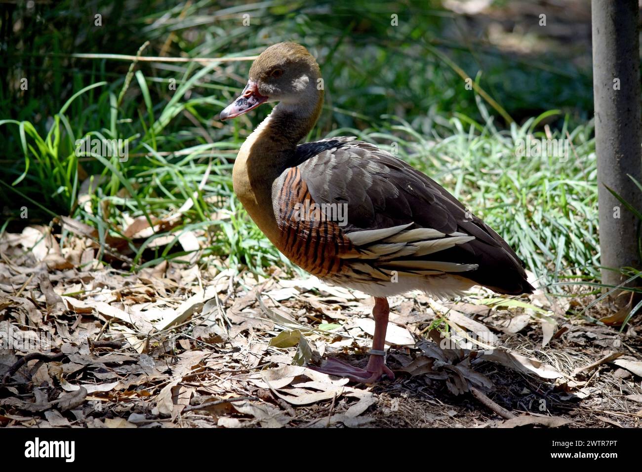 The plumed whistling duck's face and fore-neck are light, the crown and ...