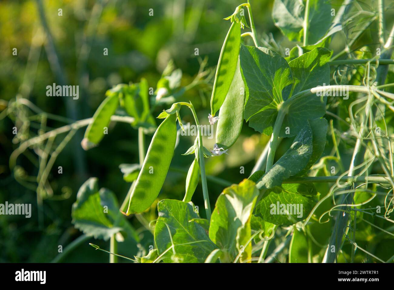 Bright green peas pods on a pea plant grow in the garden. Growing peas ...