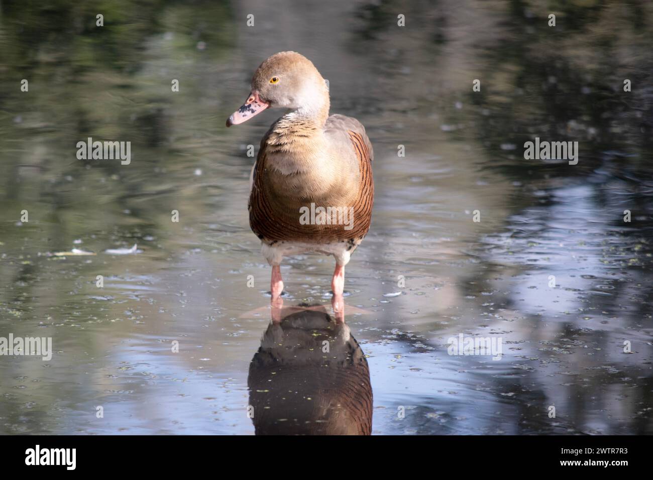 The plumed whistling duck's face and fore-neck are light, the crown and ...