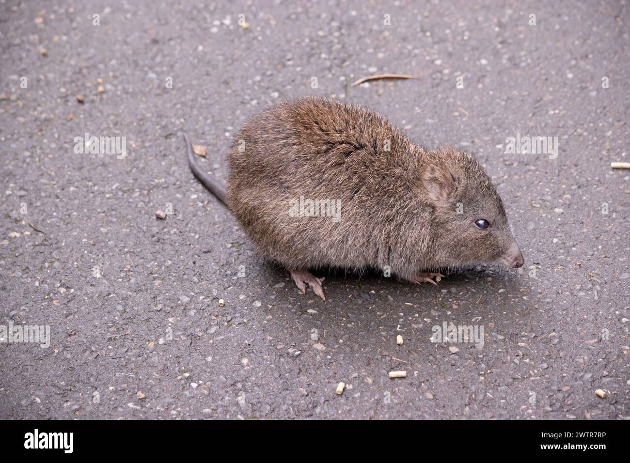 Long-nosed Potoroos have a long nose that tapers with a small patch of ...