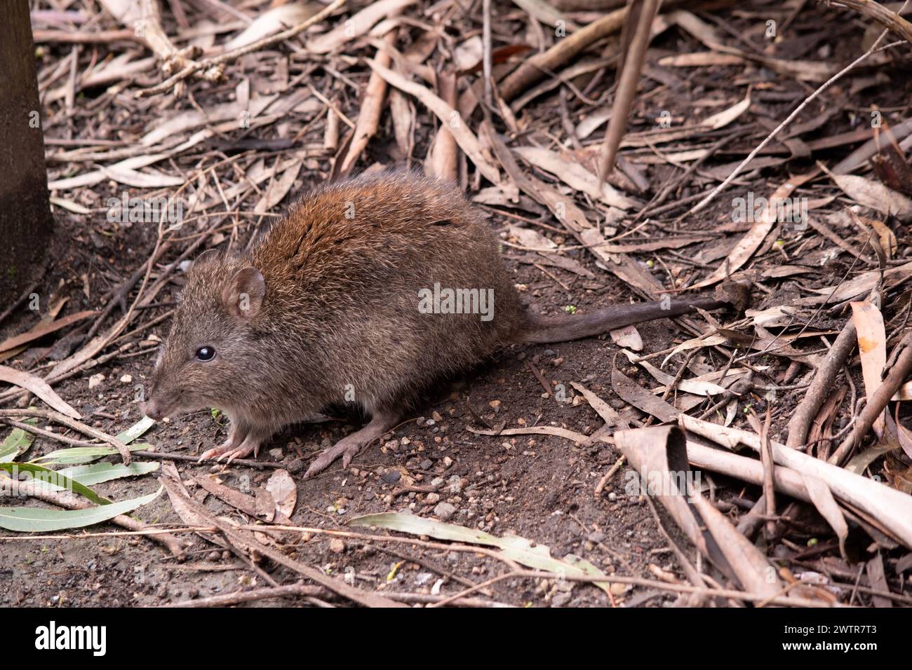 The Long-nosed Potoroos have a brown to grey upper body and paler ...