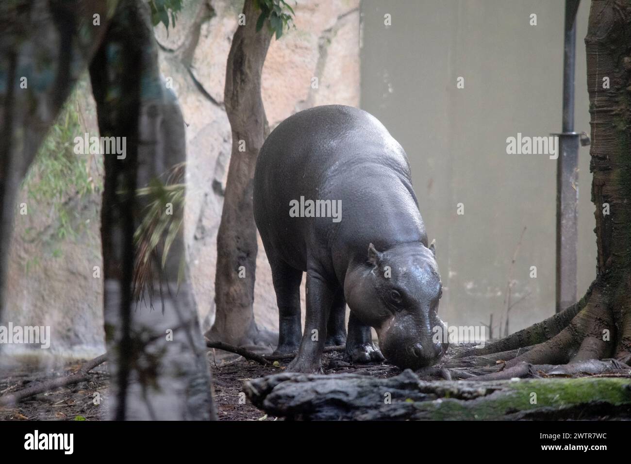 the pygmy hippo looks like a small version of a hippo Stock Photo - Alamy