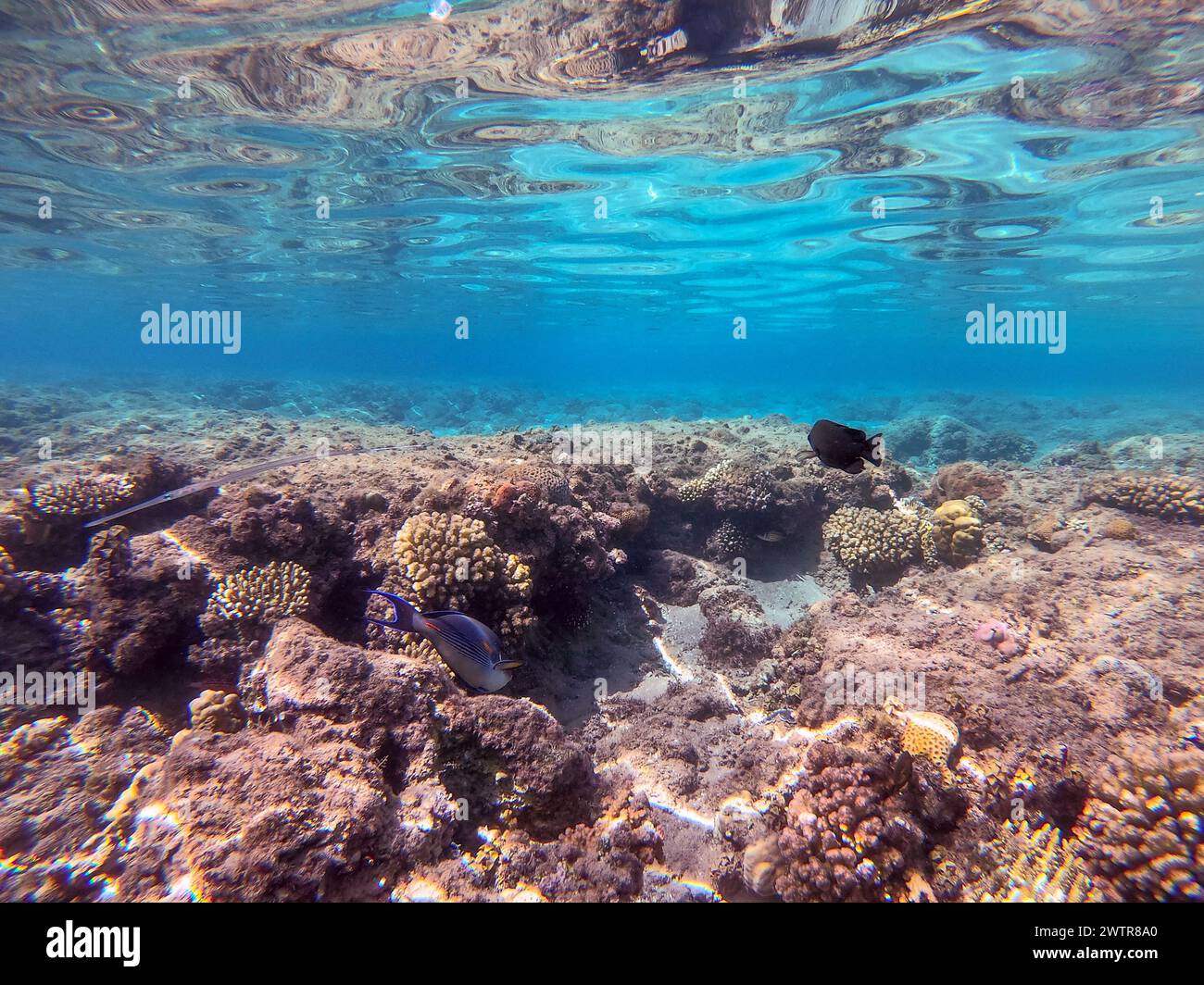 Close up view of tropical bluespotted cornet fish, smooth cornet fish ...