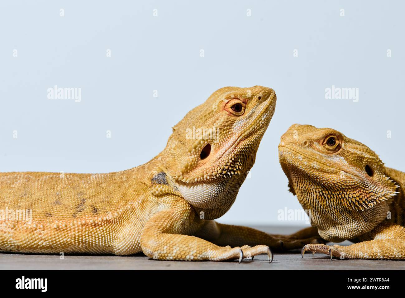 Bearded Dragons: A Close-Up Look at This Amazing Lizards Stock Photo ...