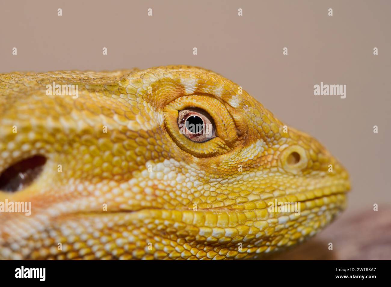 Bearded Dragon: A Close-Up Look at This Amazing Lizard Stock Photo - Alamy