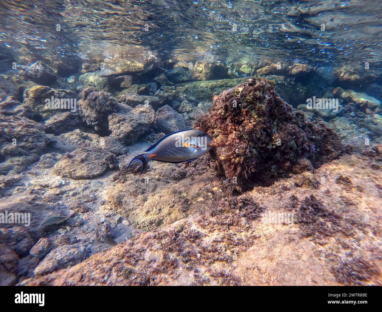 Close up view of Colorful tropical fish Sohal Surgeon fish (Acanthurus ...