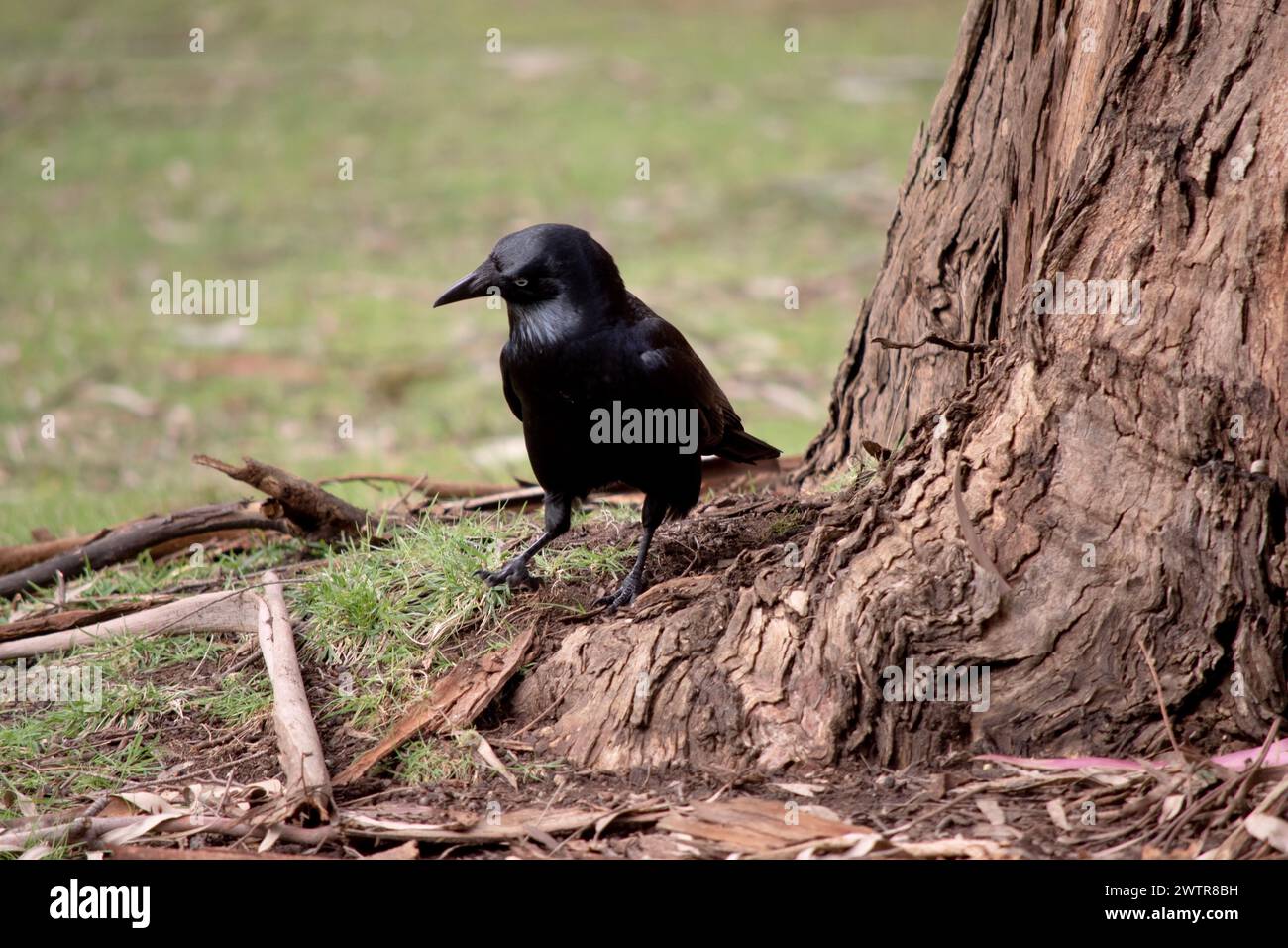 Australian Ravens are black with white eyes in adults. The feathers on ...