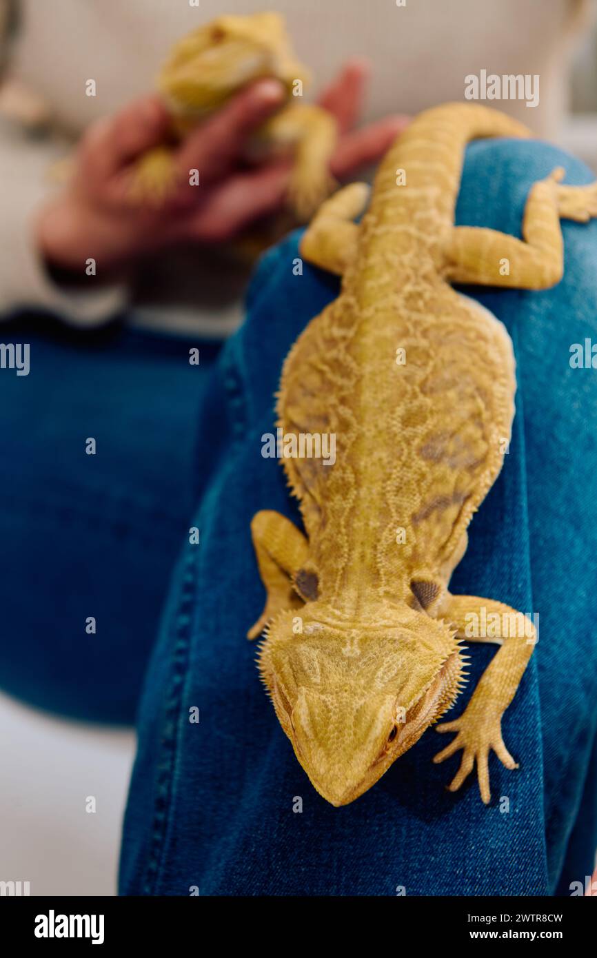 Earded dragon hi-res stock photography and images - Alamy