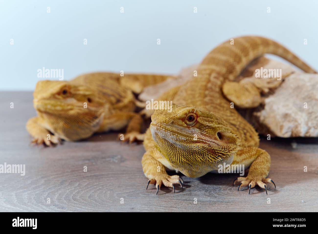 Bearded Dragons: A Close-Up Look at This Amazing Lizards Stock Photo ...