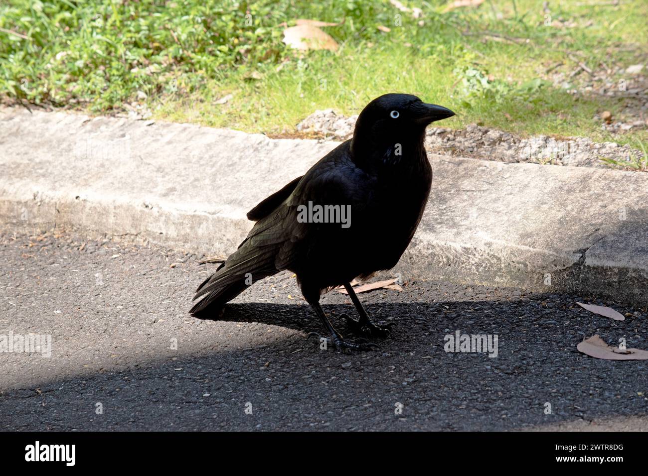 The adult Australian raven is an all black-bird with a black beak ...