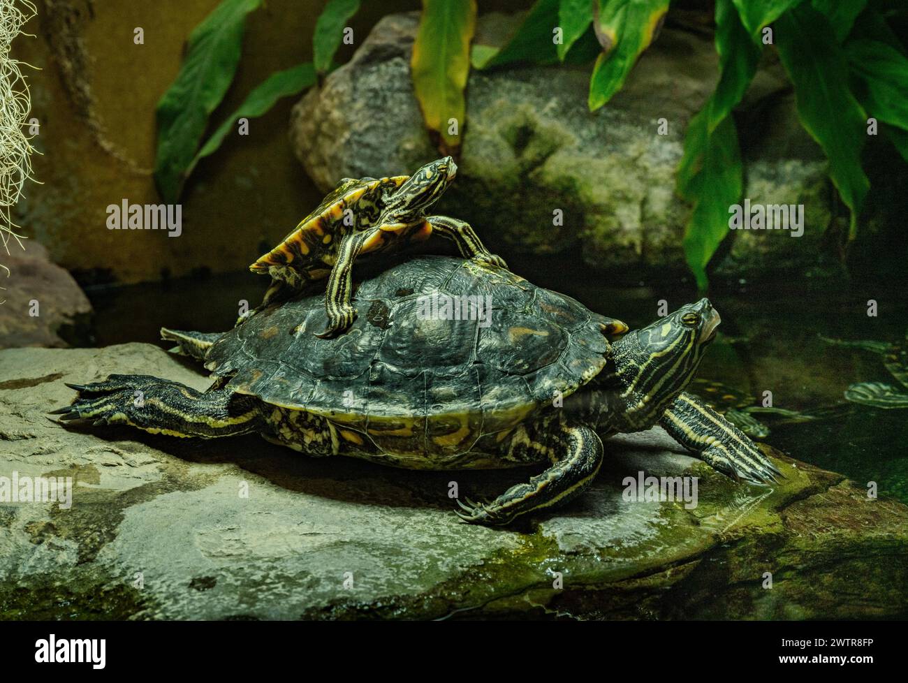 Yellow-blotched Map Turtle (Graptemys flavimaculata Stock Photo - Alamy
