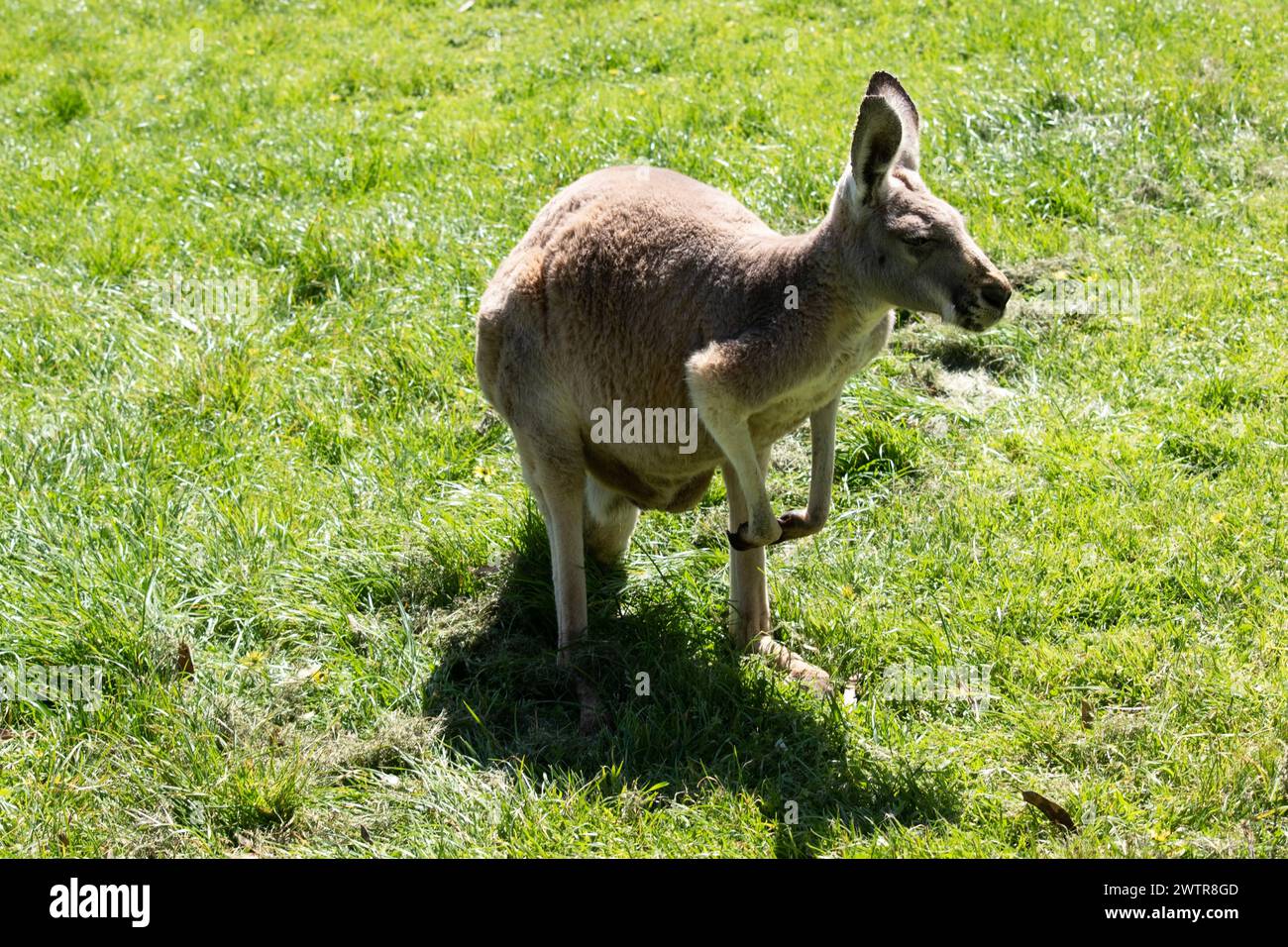 Females are smaller than males and are blue-grey with a brown tinge ...