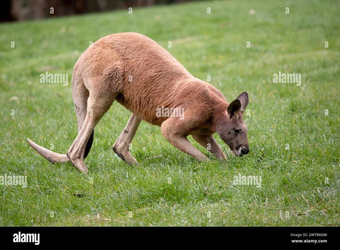 Clawed paws hi-res stock photography and images - Alamy