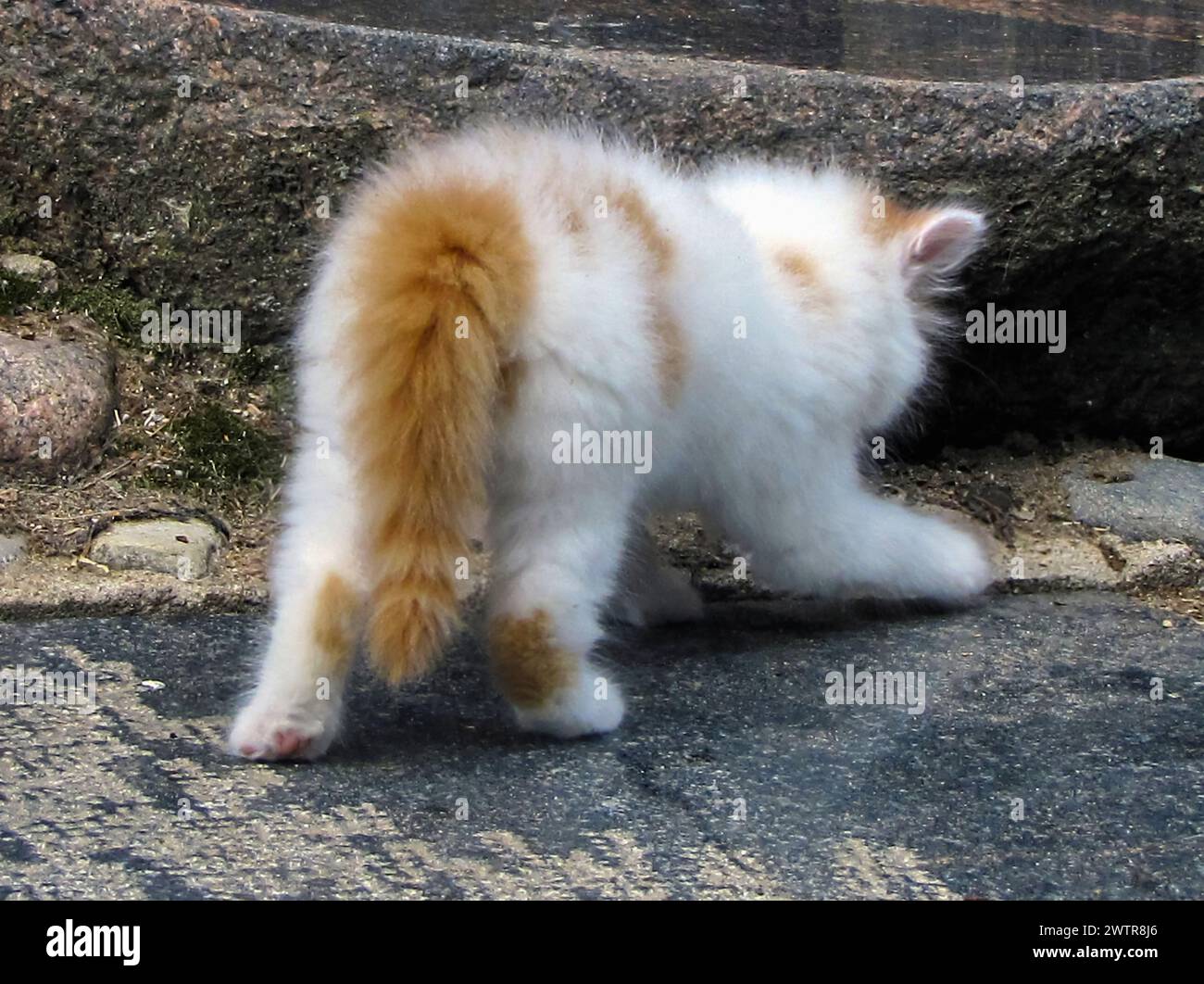 Domestic cat balancing tail hi-res stock photography and images - Alamy