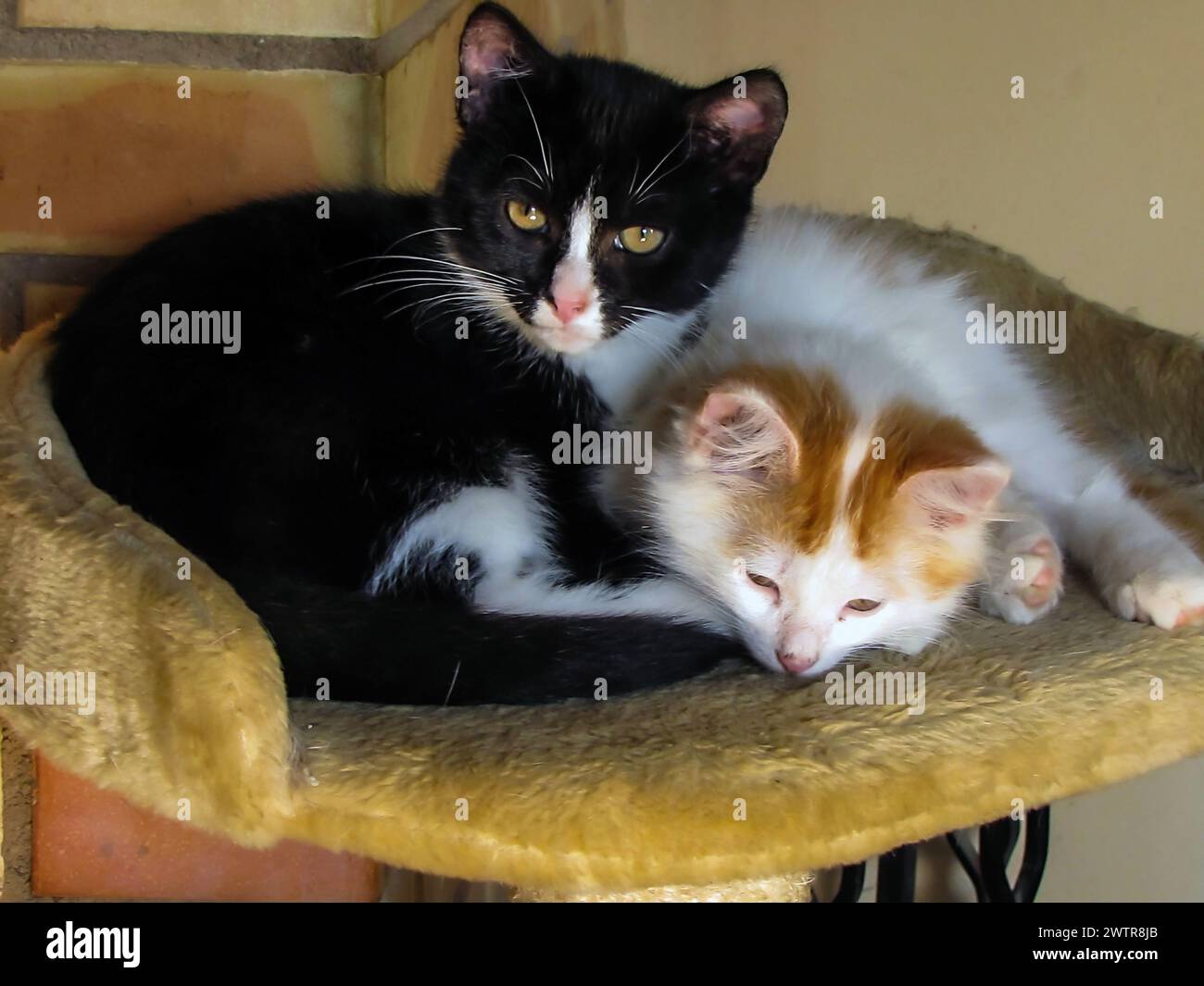 Two cats peacefully napping in a circular bed on the floor Stock Photo ...