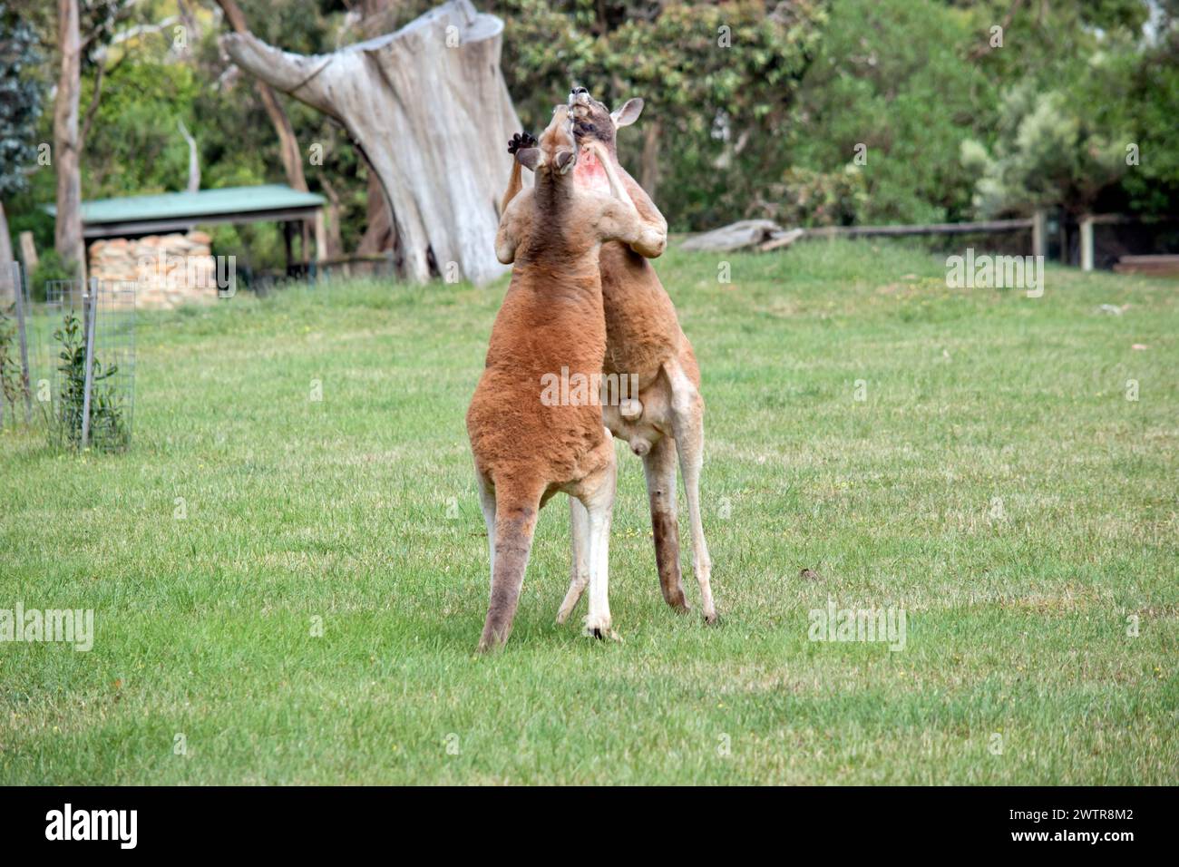 the two male red kangaroos are fighting for the dominant position in ...