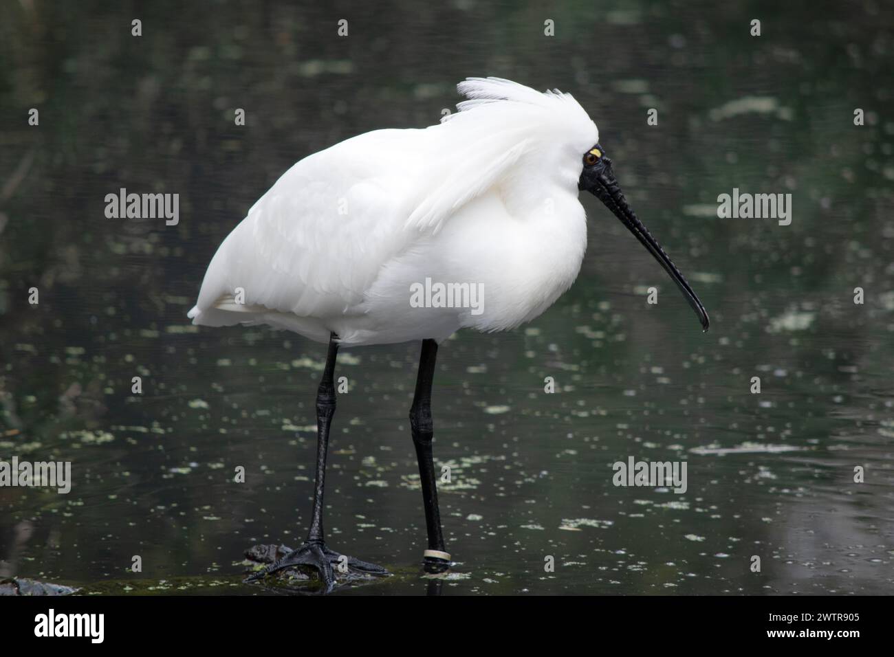 The royal spoonbill is a large white sea bird with a black bill that ...